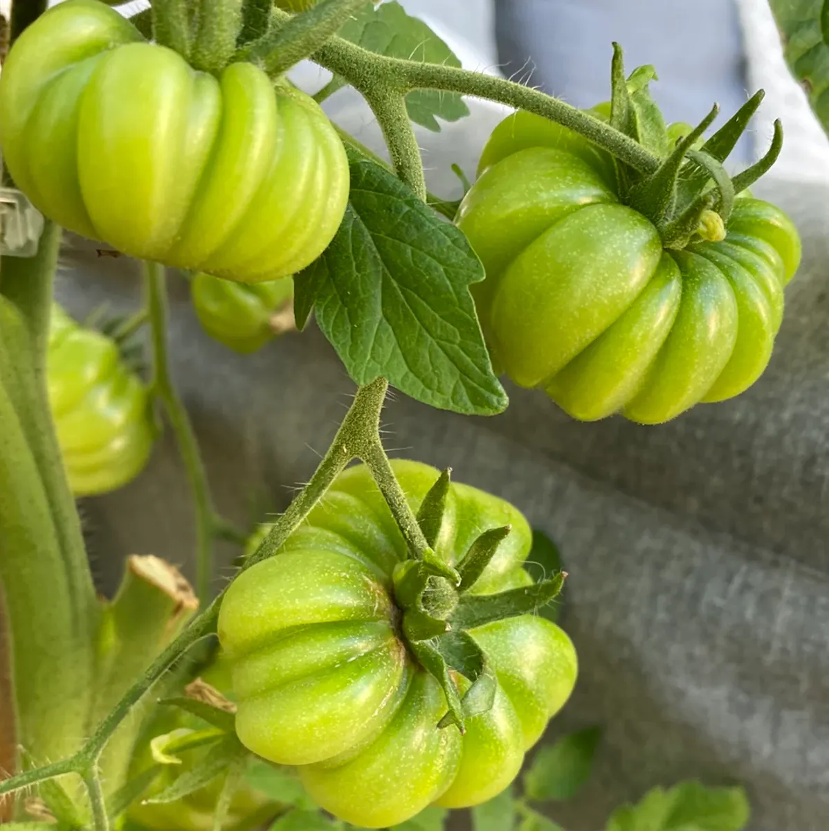 Tomat 'Tim´s Black Ruffles' | Høy kvalitet | Fri frakt over 1000kr